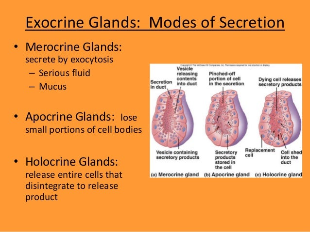 Apocrine Glands Function