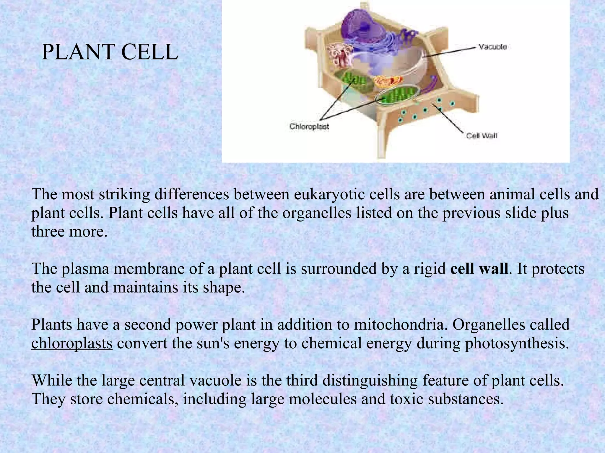 Chapter 6 Introduction To Cells | PPT