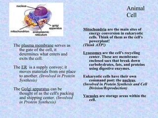 Chapter 6 Introduction To Cells | PPT