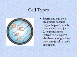 Chapter 6 Introduction To Cells | PPT
