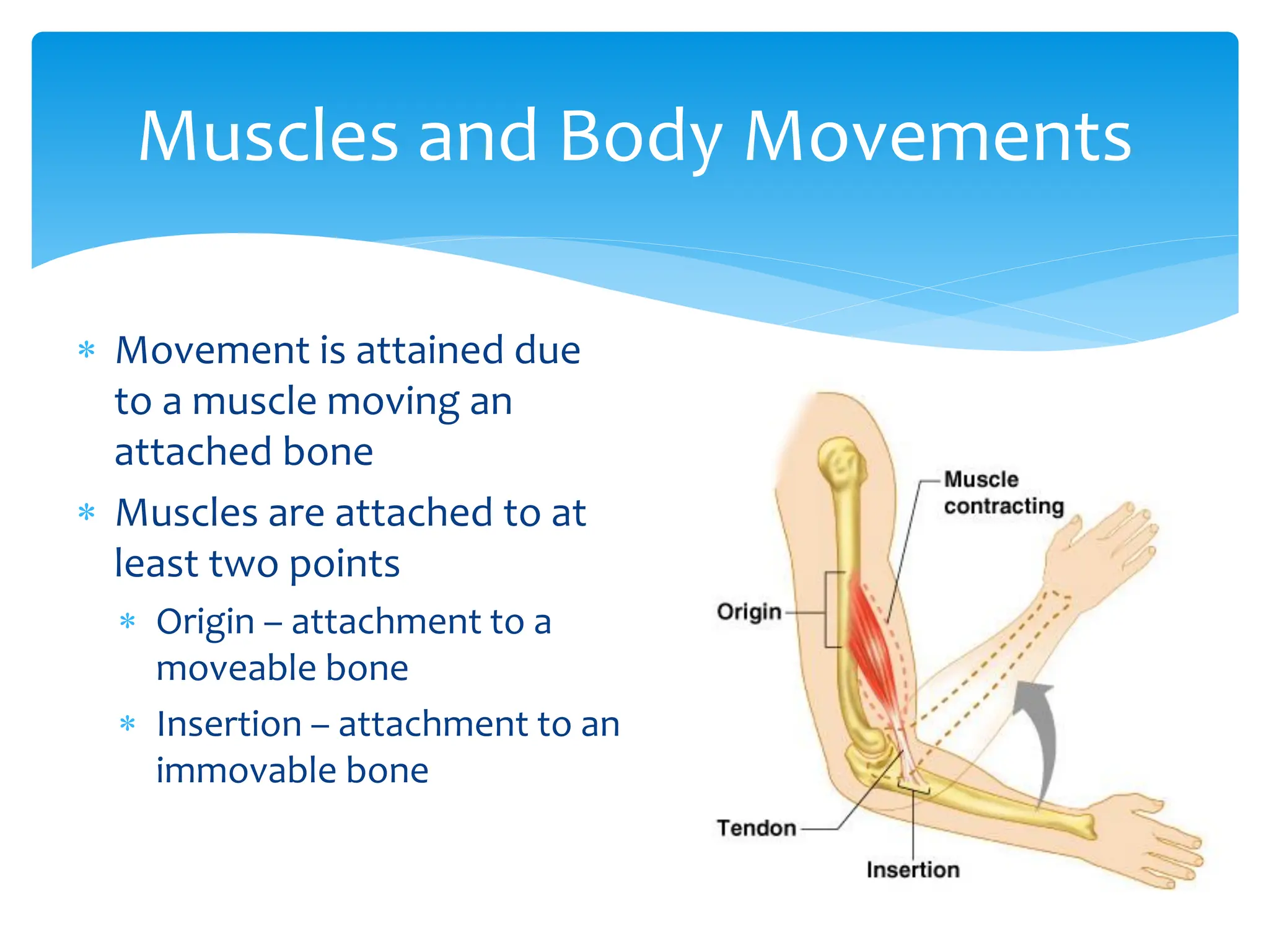 chapter-6-muscular (2) ANATOMY AND PHYSIOLOGY.pdf