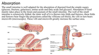 Chapter-6 Nutrition in Mammals. for grade 9ade | PPTX