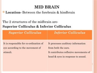 nervous system ppt for 11th std students | PPTX