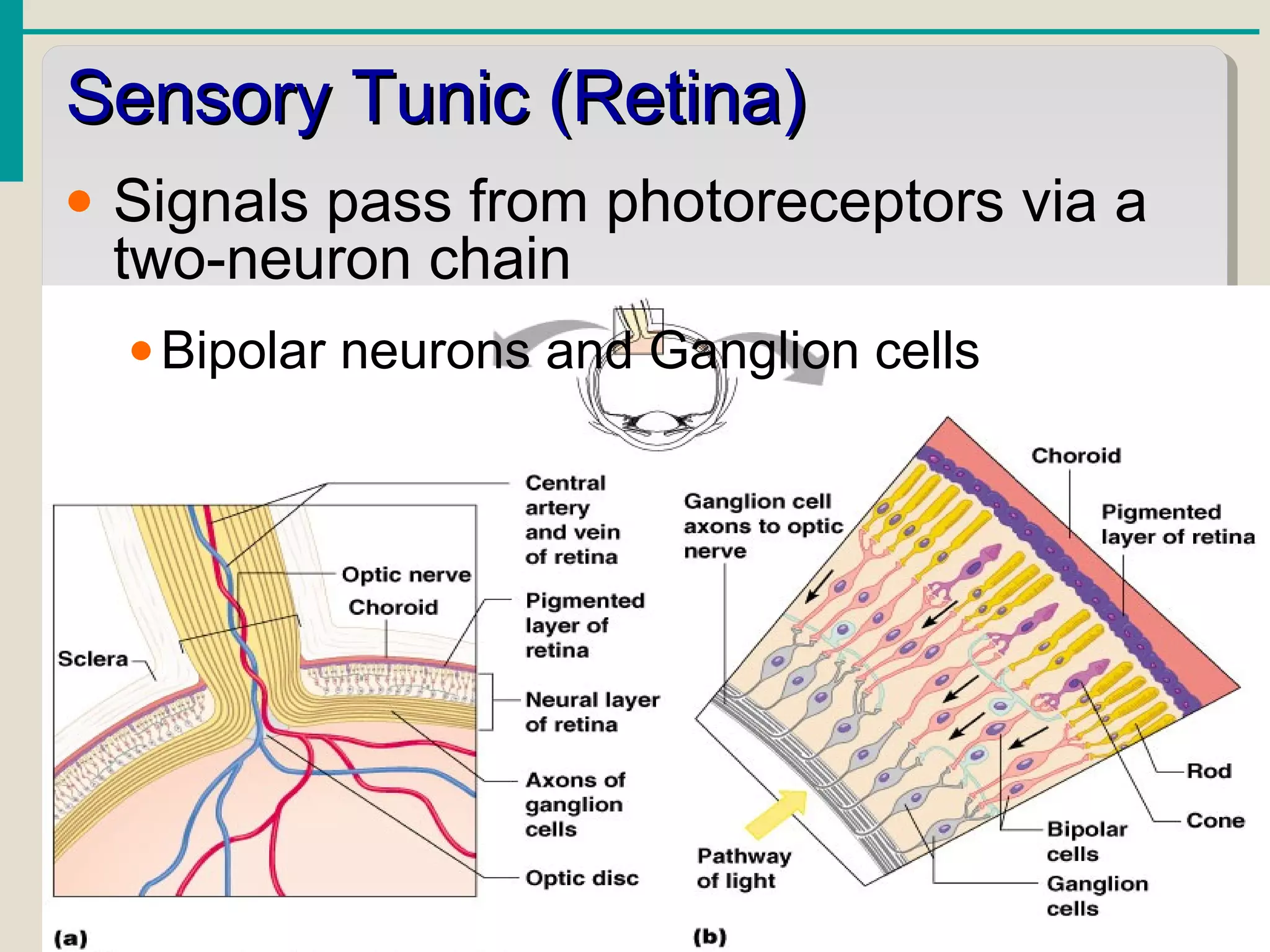 Special Senses | PPT