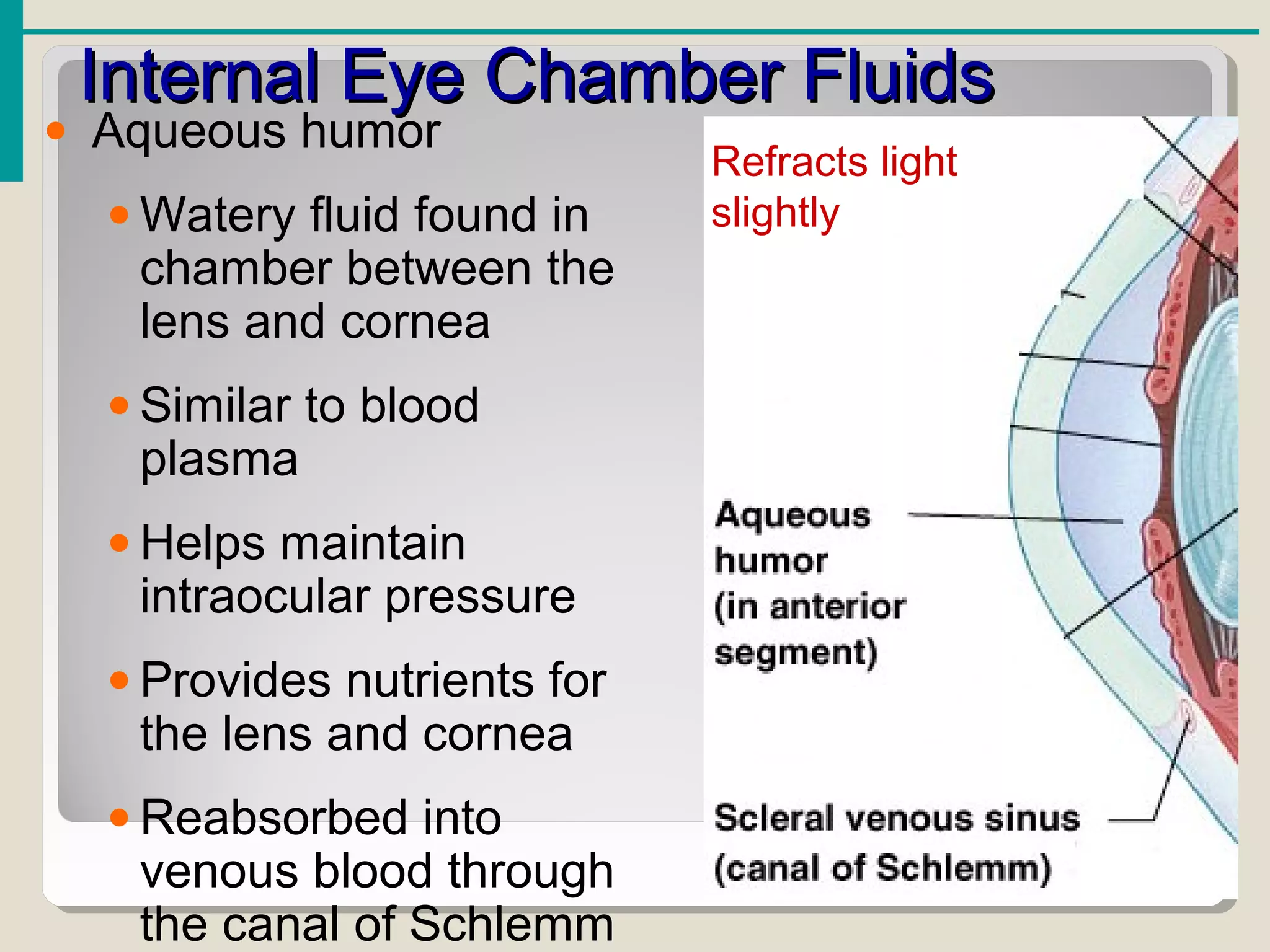 Special Senses | PPT