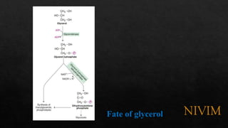 Biochemistry Chapter -8 (Part -2) Lipid Metabolism | PPTX