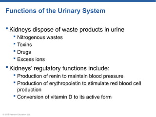 Chapter-XV-The-Urinary-Systemmmmmmm.pptx