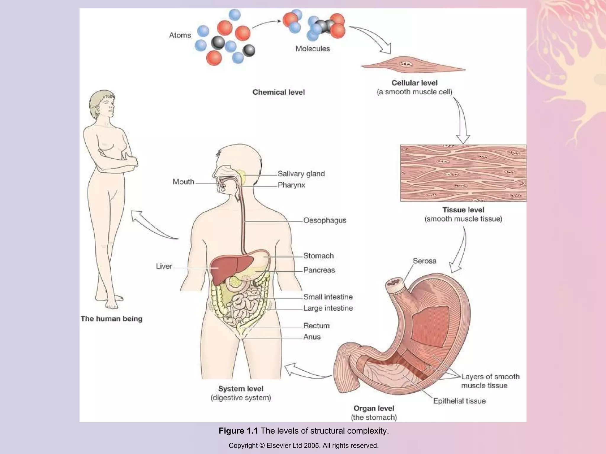 Chapter 001 the body & its constituent | PPT