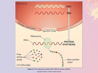 Chapter 002 chemistry of life | PPT