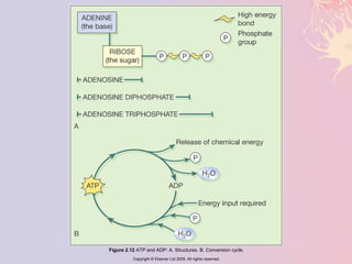 Chapter 002 chemistry of life | PPT