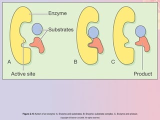 Chapter 002 chemistry of life | PPT