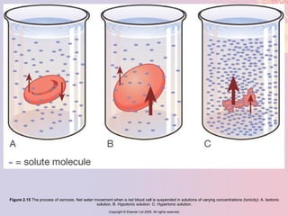 Chapter 002 chemistry of life | PPT