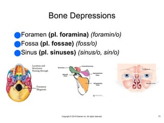 skeletal system and medical terminology. | PPTX