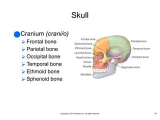 skeletal system and medical terminology. | PPTX