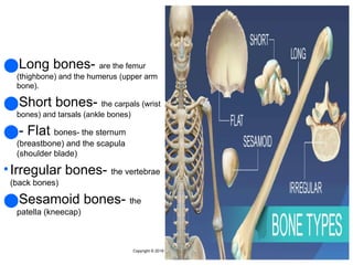 skeletal system and medical terminology. | PPTX