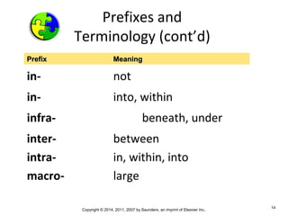 Medical Terminology Chapter 4 | PPT