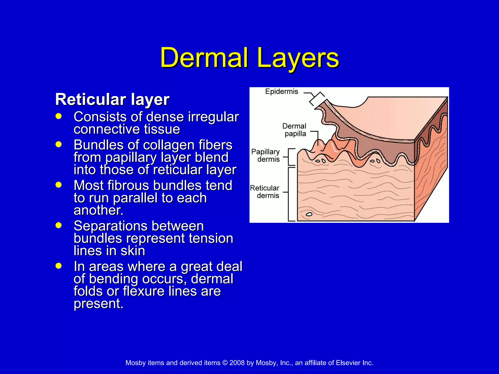 5. The Integument and Related Structures | PPT