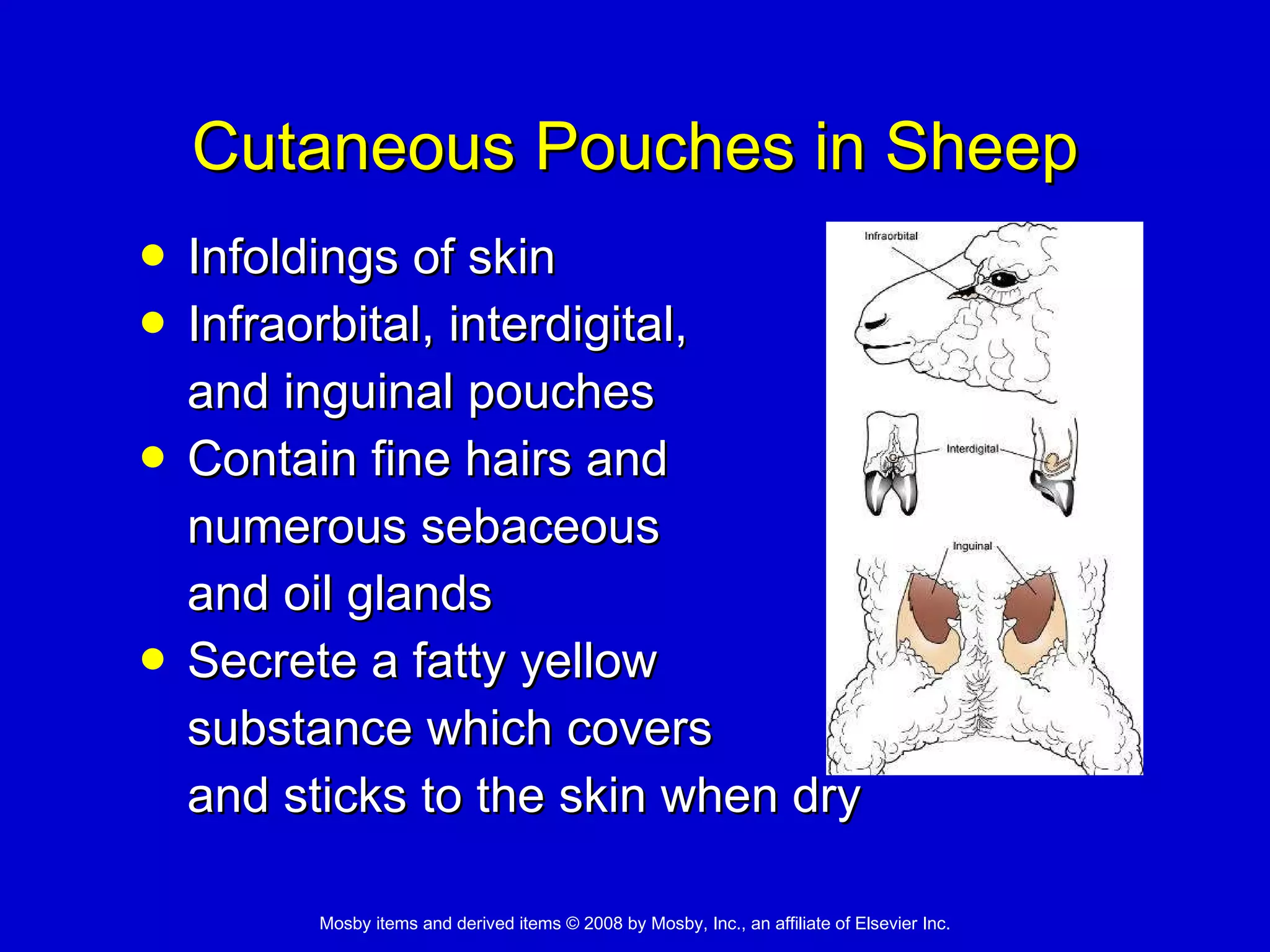 5. The Integument and Related Structures | PPT