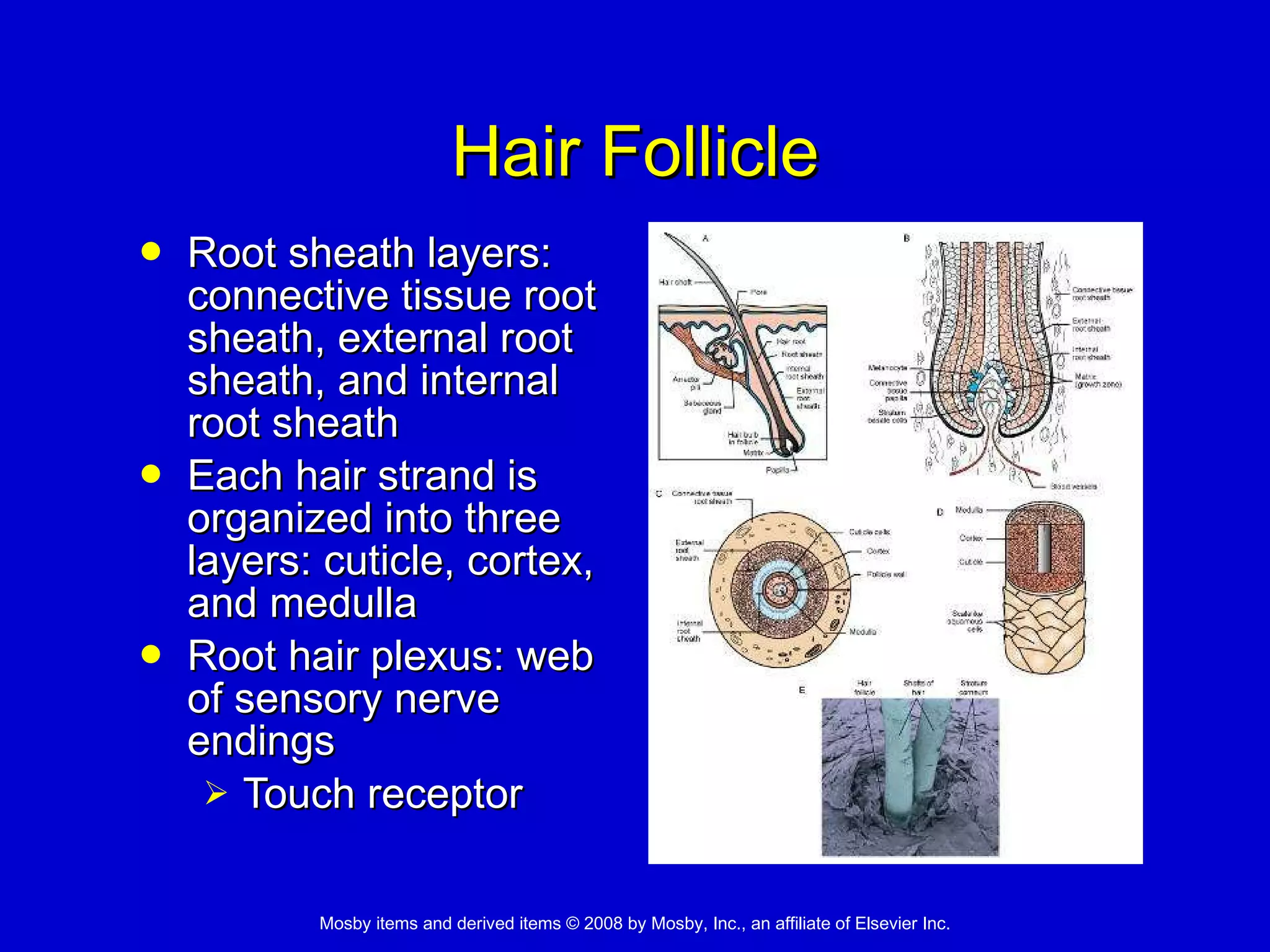 5. The Integument and Related Structures | PPT