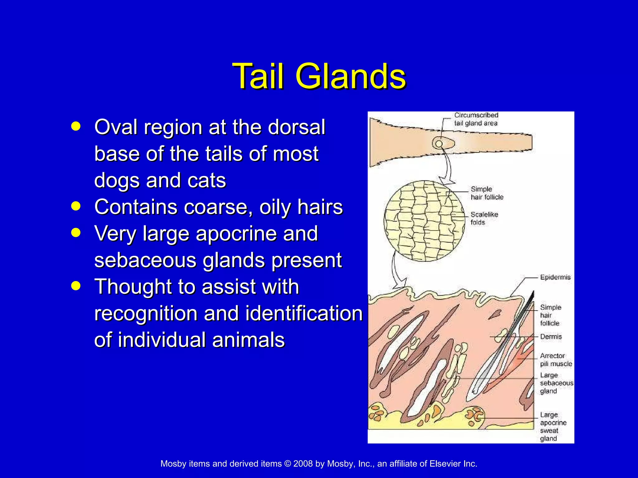 5. The Integument and Related Structures | PPT