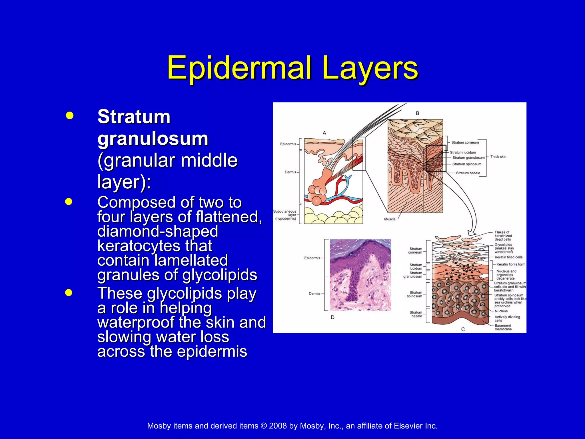 5. The Integument and Related Structures | PPT