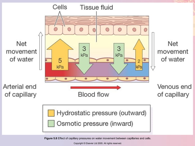 Chapter 005 cardiovascular | PPT