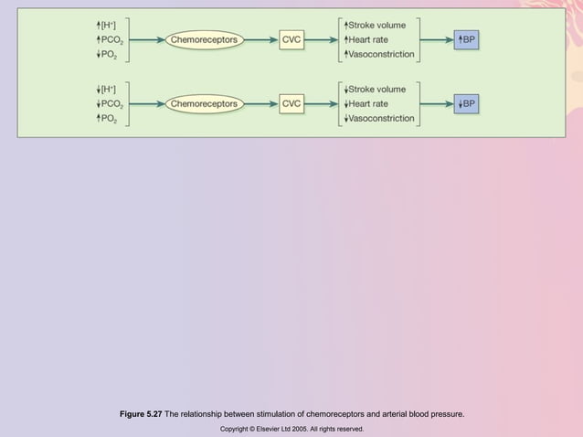 Chapter 005 cardiovascular | PPT