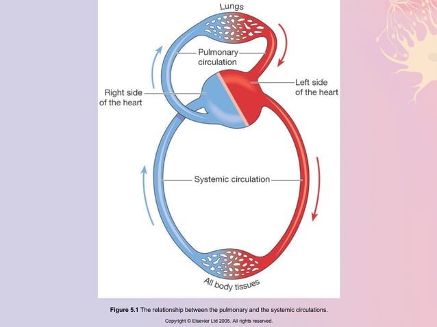 Chapter 005 cardiovascular | PPT