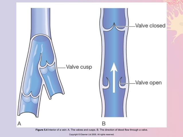 Chapter 005 cardiovascular | PPT