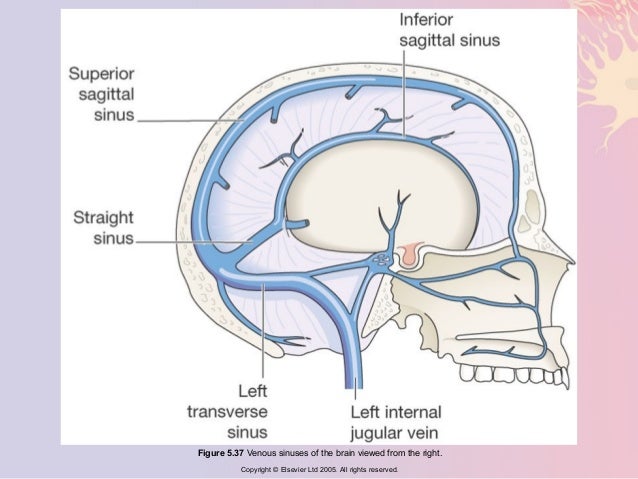 Chapter 005 cardiovascular