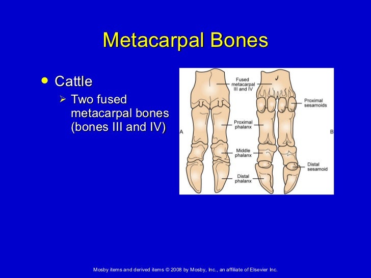 6. The Skeletal System