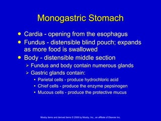 Monogastric Stomach