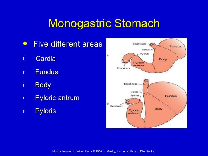 11. The Digestive System