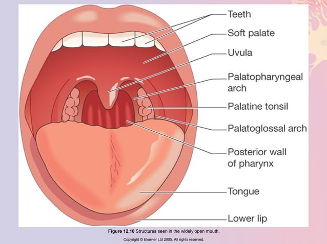 Chapter 012 digestive | PPT