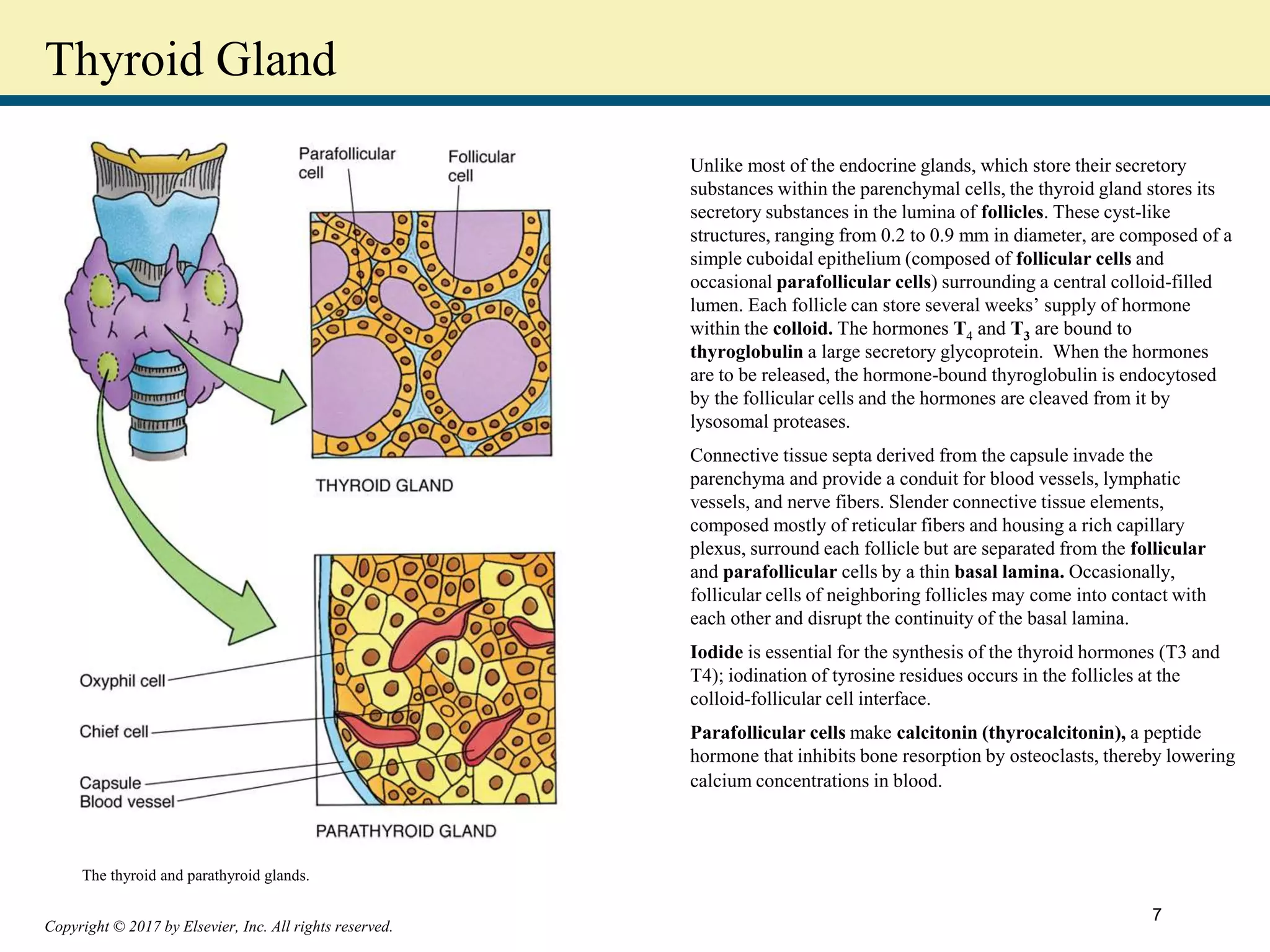 Endocrine System | PPTX