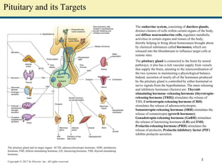 Endocrine System | PPTX