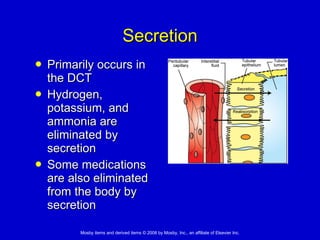 16. The Urinary System | PPT