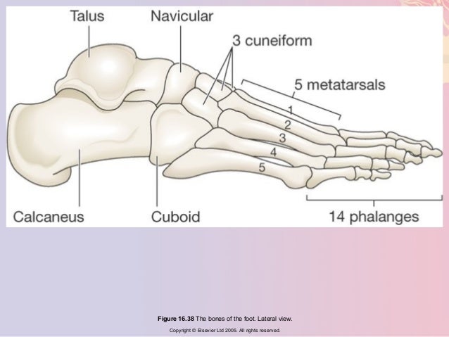 chapter-016-skeleton