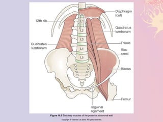 Chapter 018 muscular | PPT