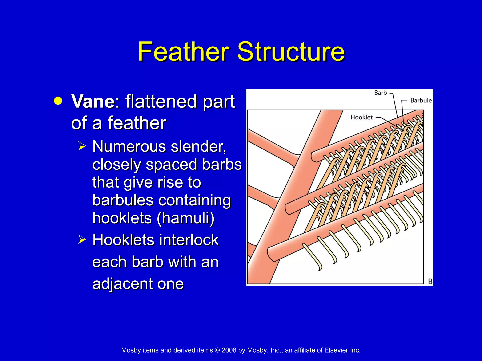19. Avian Anatomy and Physiology | PPT