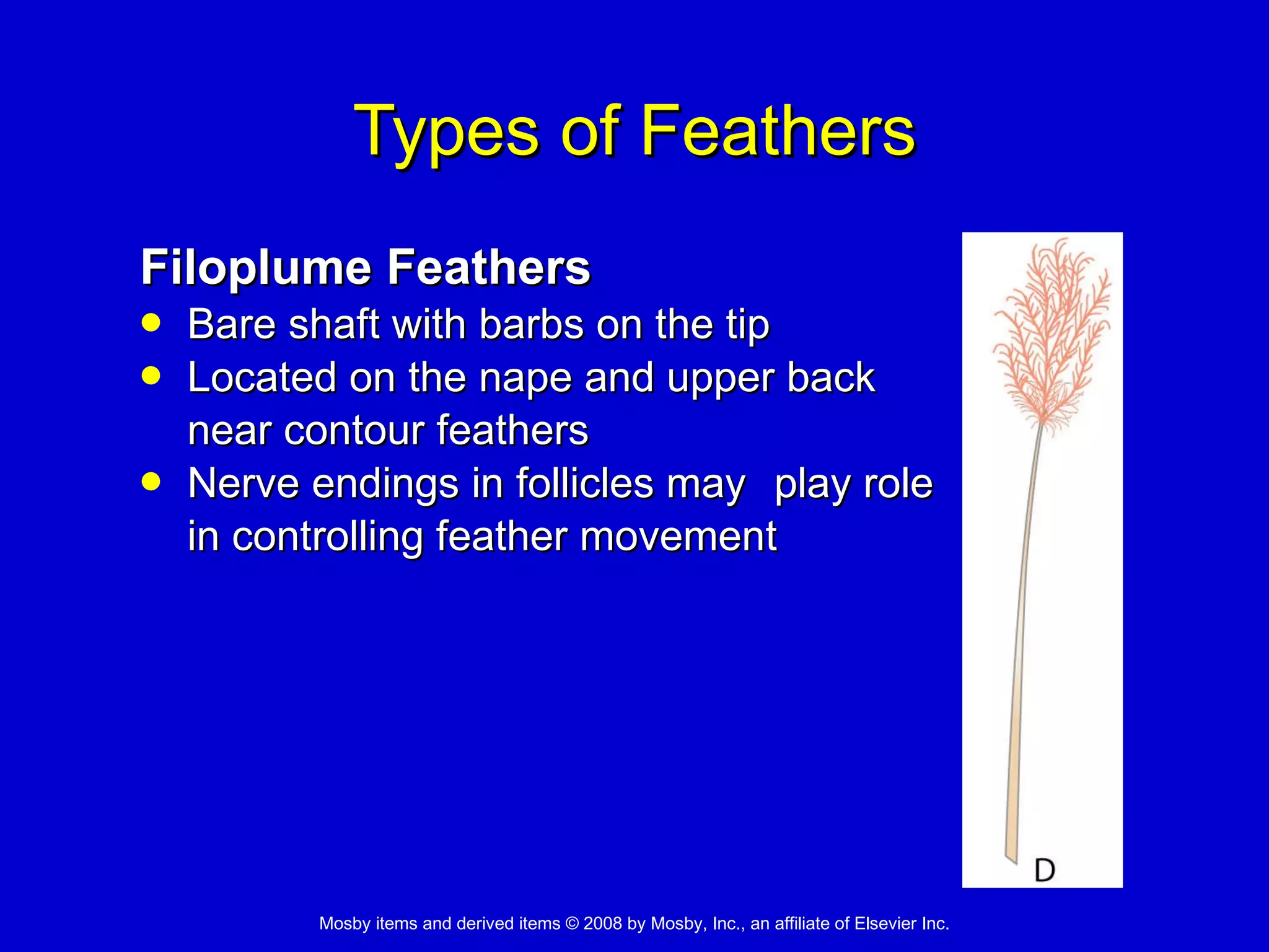 19. Avian Anatomy and Physiology | PPT