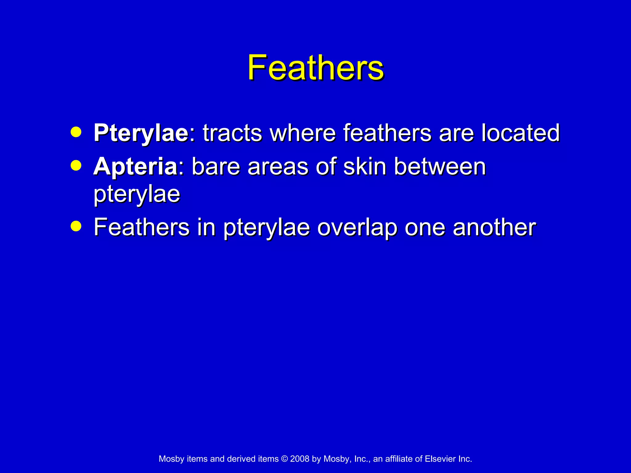 19. Avian Anatomy and Physiology | PPT