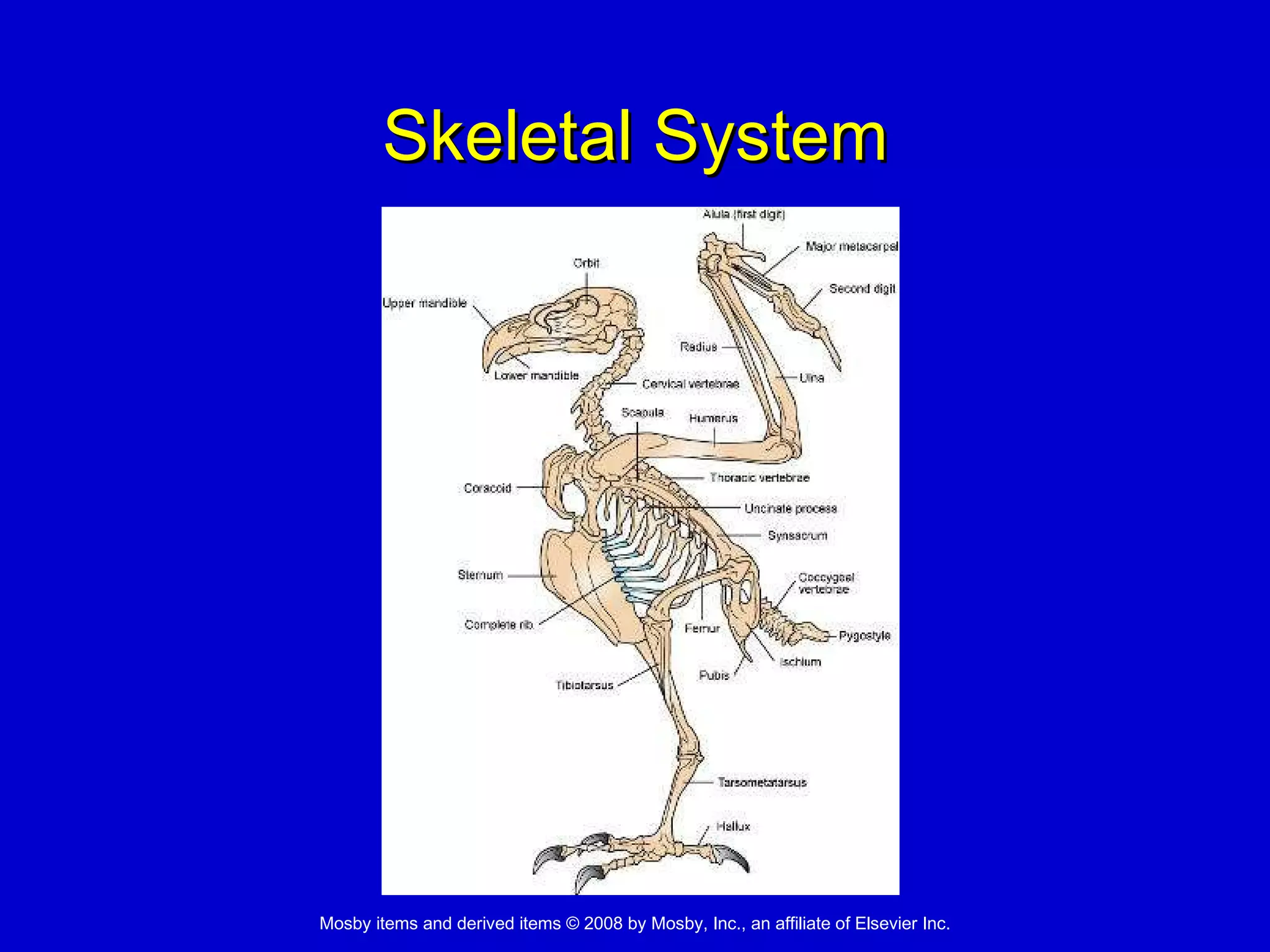 19. Avian Anatomy and Physiology | PPT
