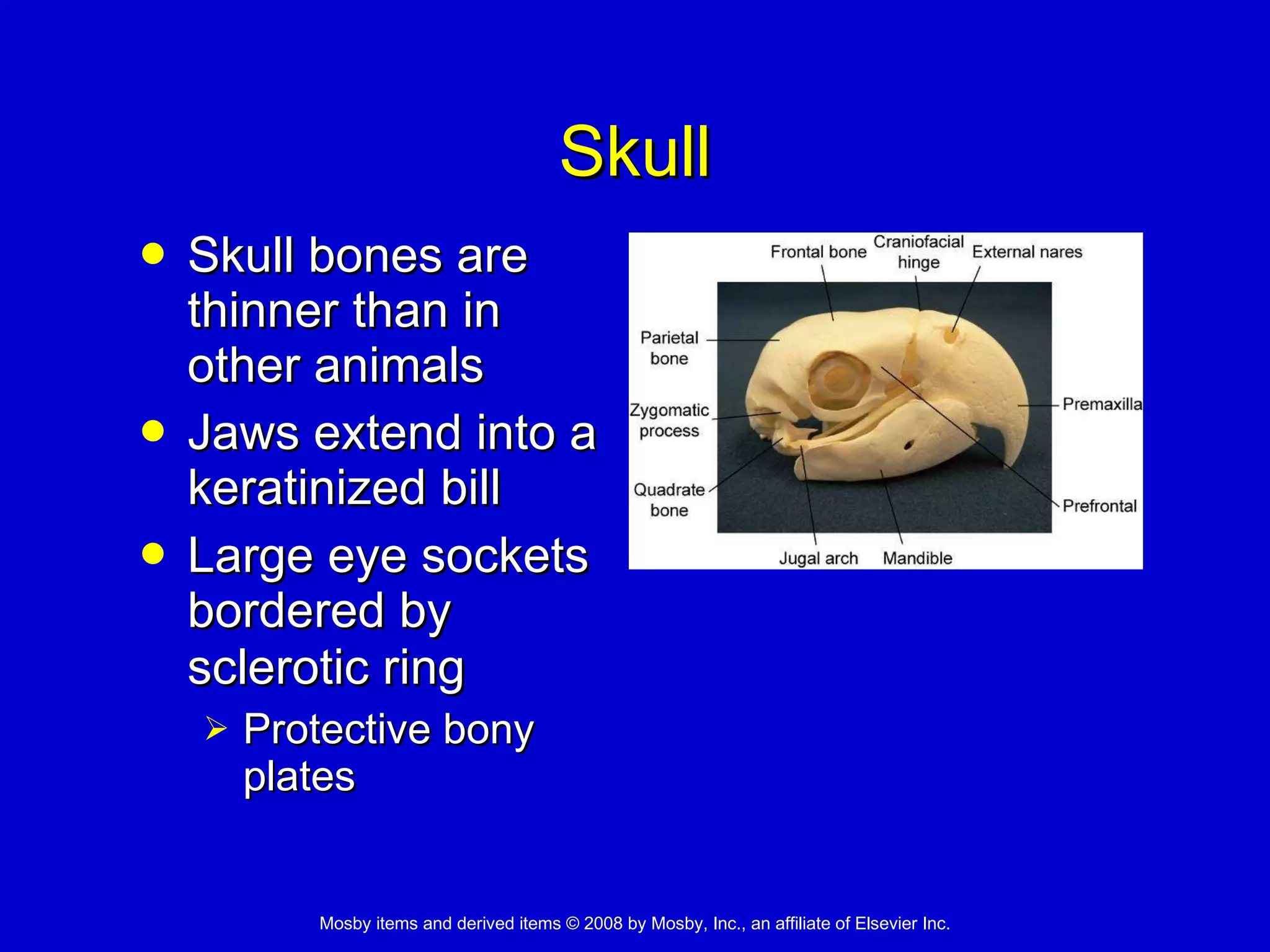 19. Avian Anatomy and Physiology | PPT