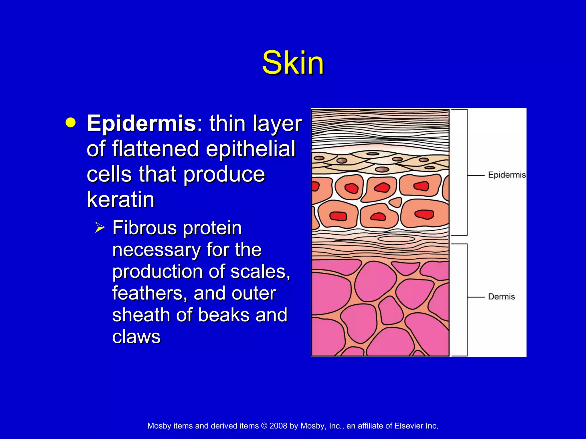 19. Avian Anatomy and Physiology | PPT