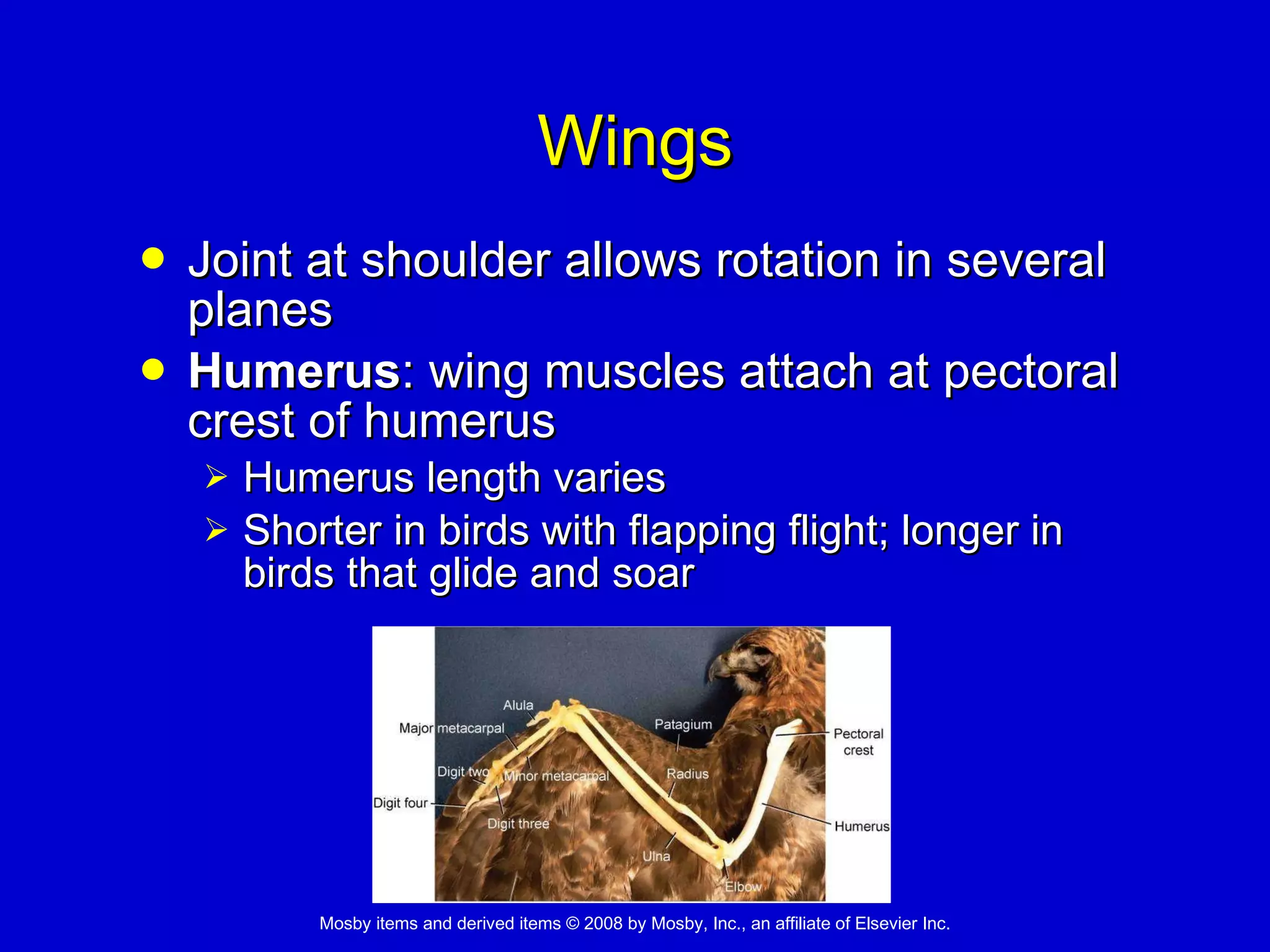19. Avian Anatomy and Physiology | PPT
