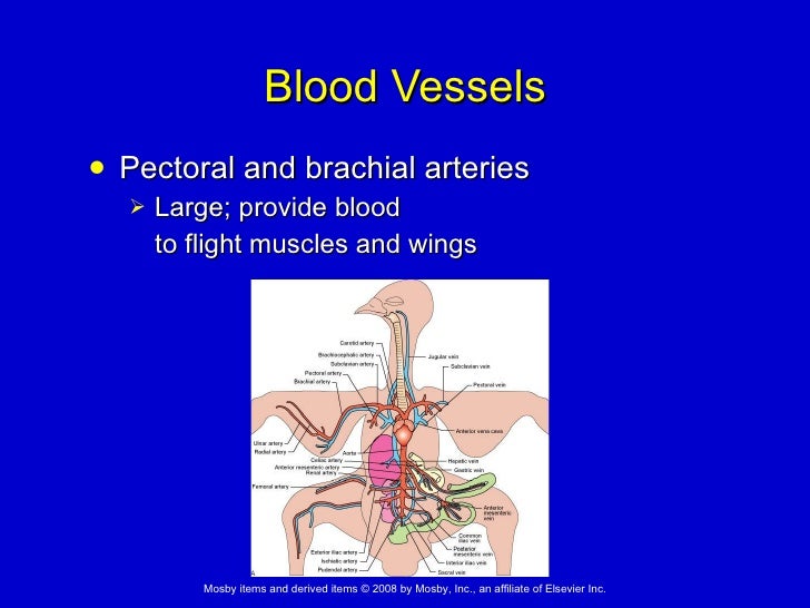 19. Avian Anatomy and Physiology