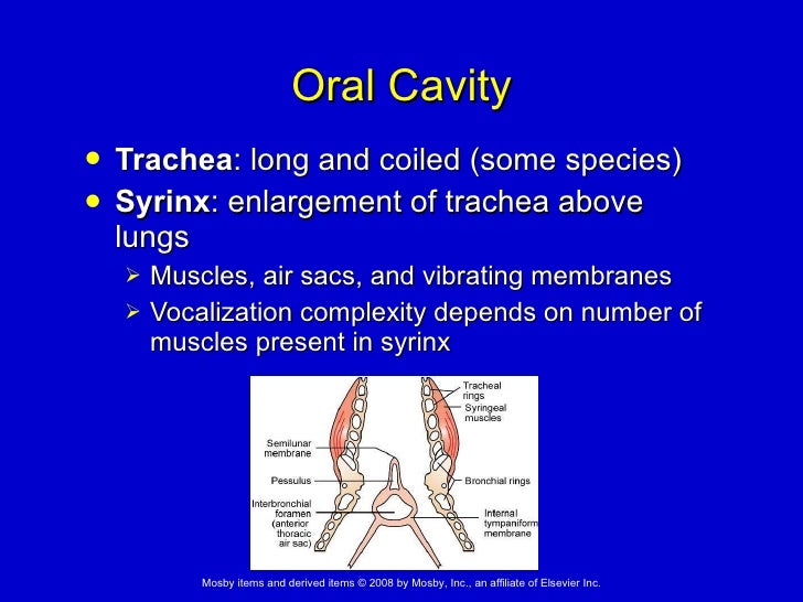 19. Avian Anatomy and Physiology