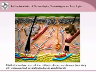 Chapter_01_Anatomy_of_Skin[1].pptx