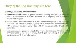 Studying gene expression and function | PPTX